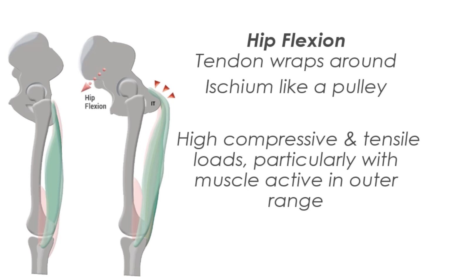 Proximal hamstring tendinopathy - Port Melbourne Physiotherapy & Pilates!
